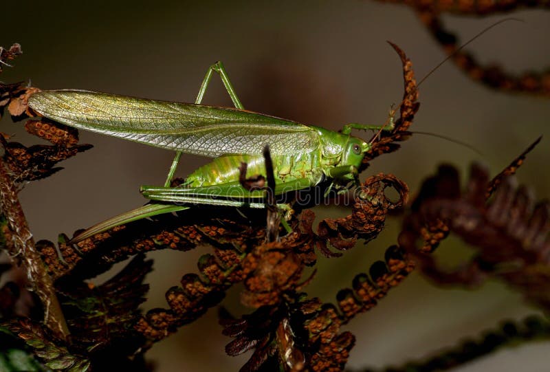 Insect, Invertebrate, Fauna, Locust Picture. Image: 113155423