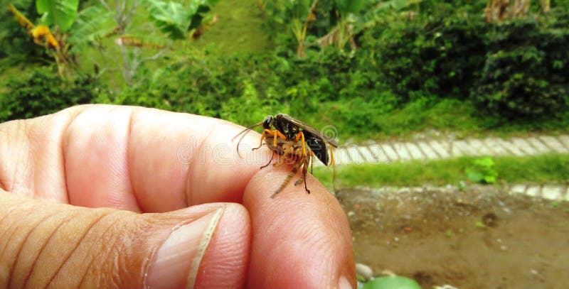 Insect, Invertebrate, Fauna, Membrane Winged Insect Picture. Image ...