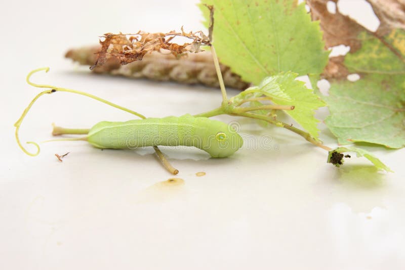 Insect, Invertebrate, Larva, Macro Photography Picture. Image: 116734088