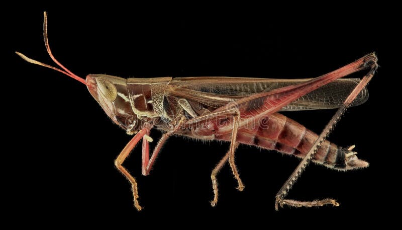 Insect, Invertebrate, Locust, Fauna Picture. Image: 97286437