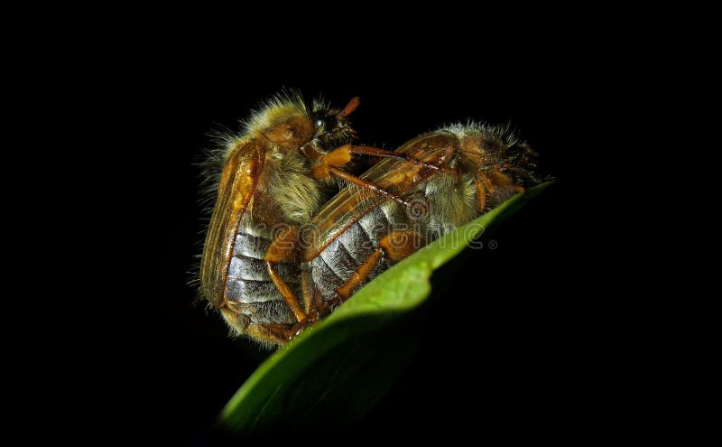 Insect, Invertebrate, Macro Photography, Membrane Winged Insect Stock ...