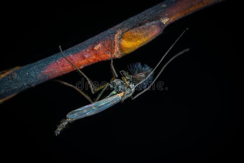 Insect, Invertebrate, Membrane Winged Insect, Arthropod Picture. Image ...