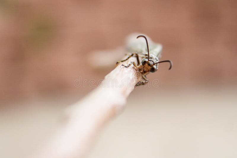 Insect, Invertebrate, Membrane Winged Insect, Pest Stock Image - Image ...