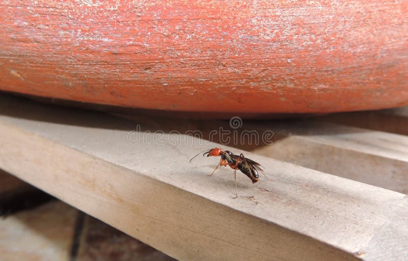 Insect, Invertebrate, Membrane Winged Insect, Pest Stock Photo - Image ...