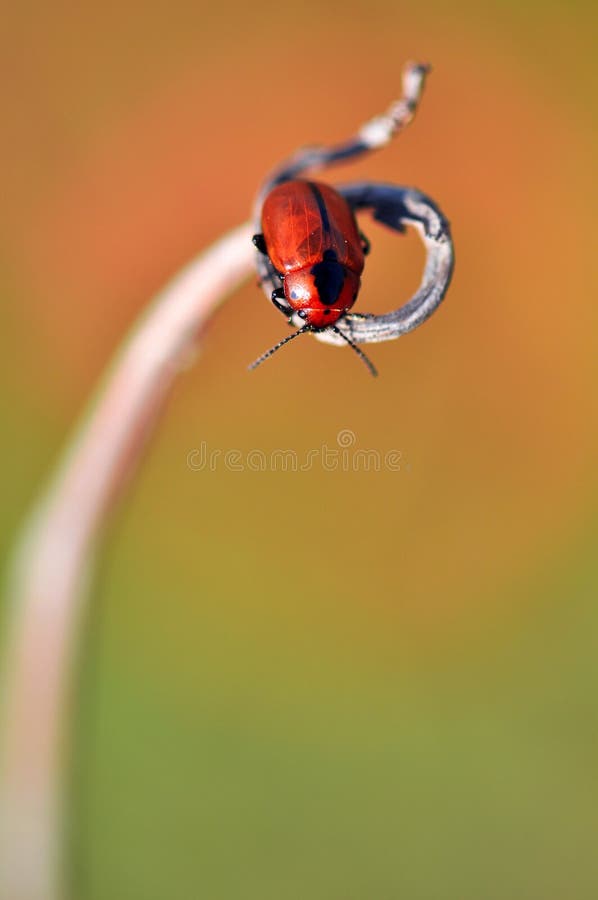 Insect stock image. Image of drop, isolated, small, life - 69873459