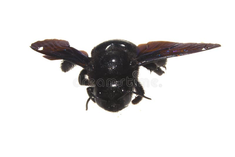 Insect Isolated on White Background Stock Photo - Image of chrysochroa ...