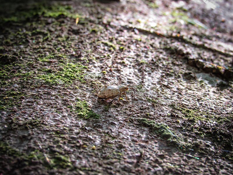 Insect, with Its Back Resembling a Shell, on a Tree Stock Image - Image ...