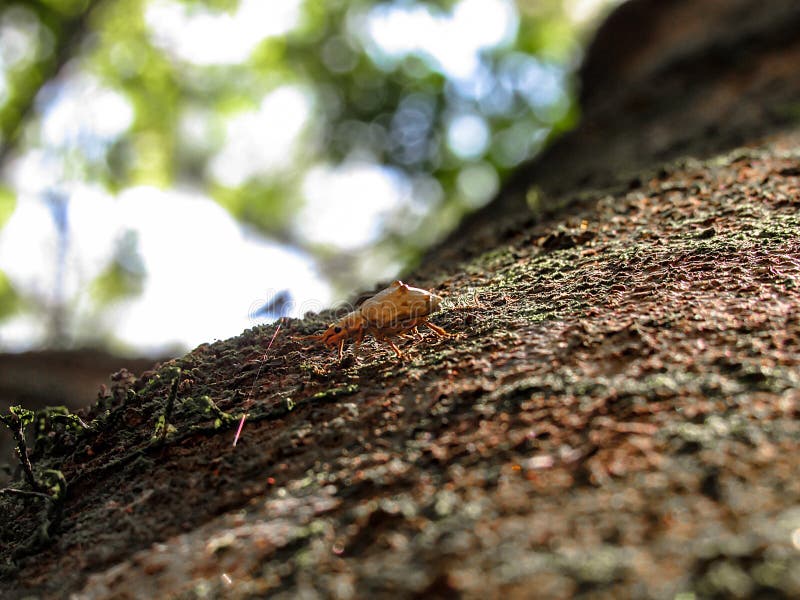 Insect, with Its Back Resembling a Shell, on a Tree Stock Image - Image ...
