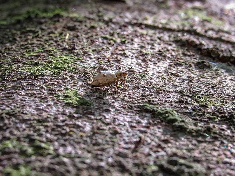 Insect, with Its Back Resembling a Shell, on a Tree Stock Photo - Image ...