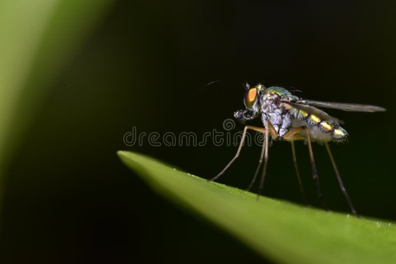 Insect with Its Prey in the Garden . Stock Image - Image of animal ...