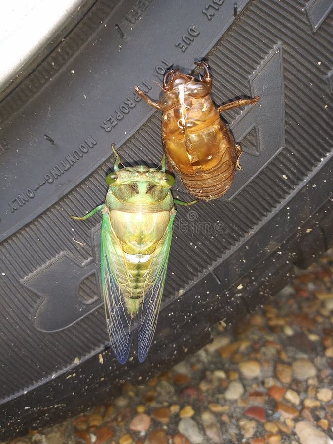 Insect and its shell stock photo. Image of arthropod - 226722400