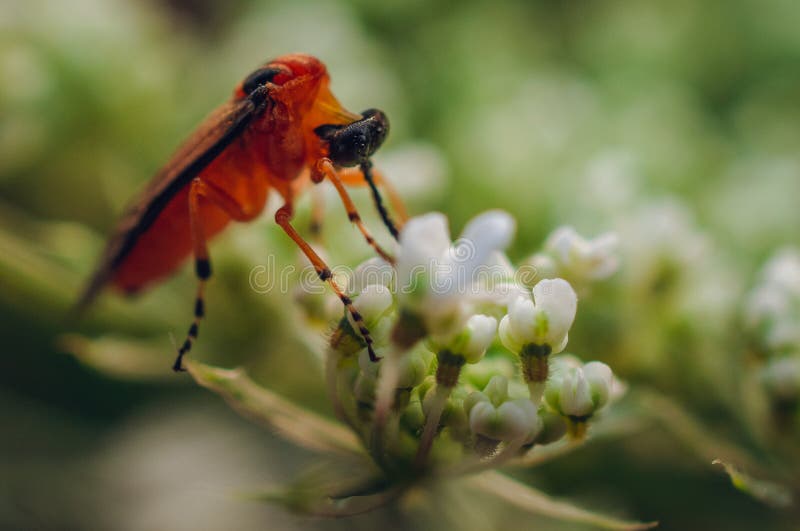 Insect stock image. Image of summer, macro, insect, spring - 154356089
