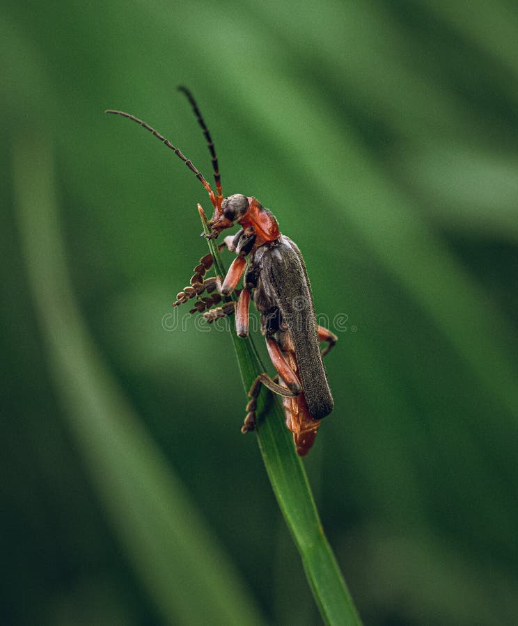 Insect stock photo. Image of brown, black, summer, autumn - 172497460