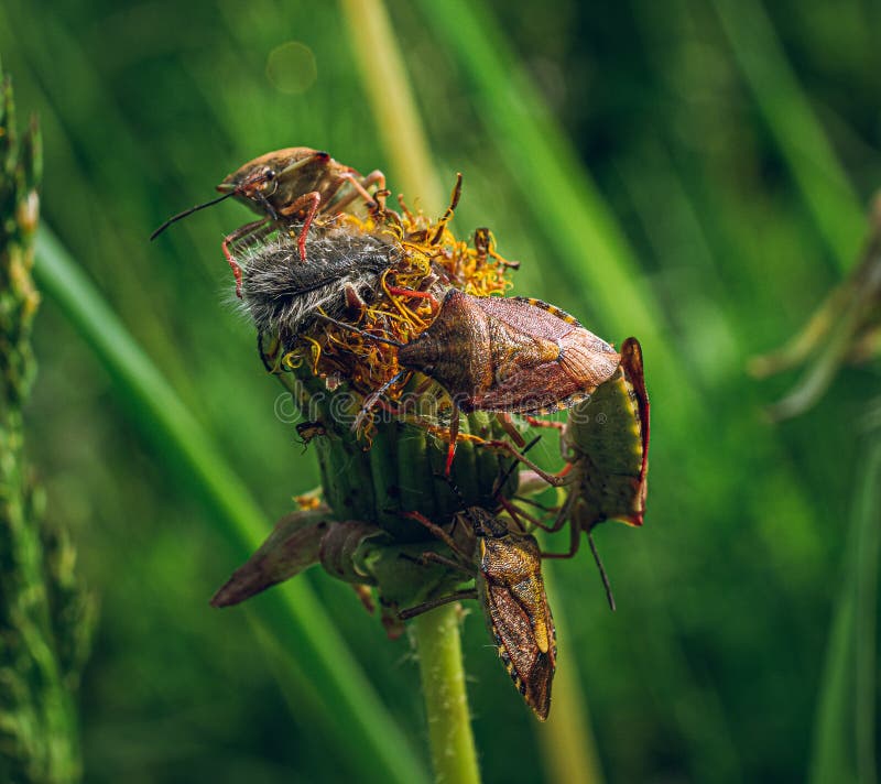 Insect stock photo. Image of brown, orange, yellow, summer - 172498280