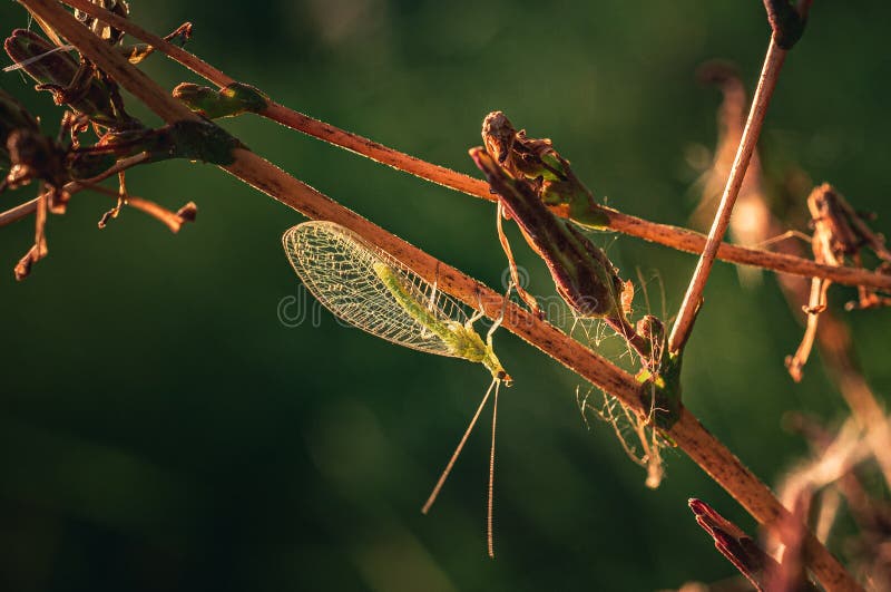 Insect stock photo. Image of flower, summer, brown, leaf - 220576676