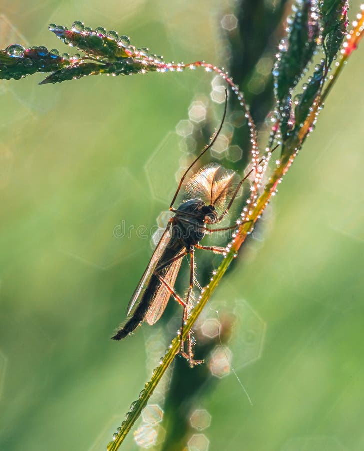 Insect stock image. Image of autumn, summer, isolated - 234958445
