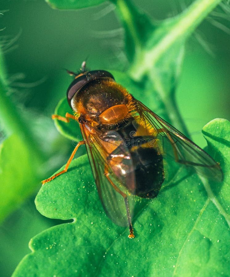 Insect stock photo. Image of insect, leaf, grass, orange - 234958524