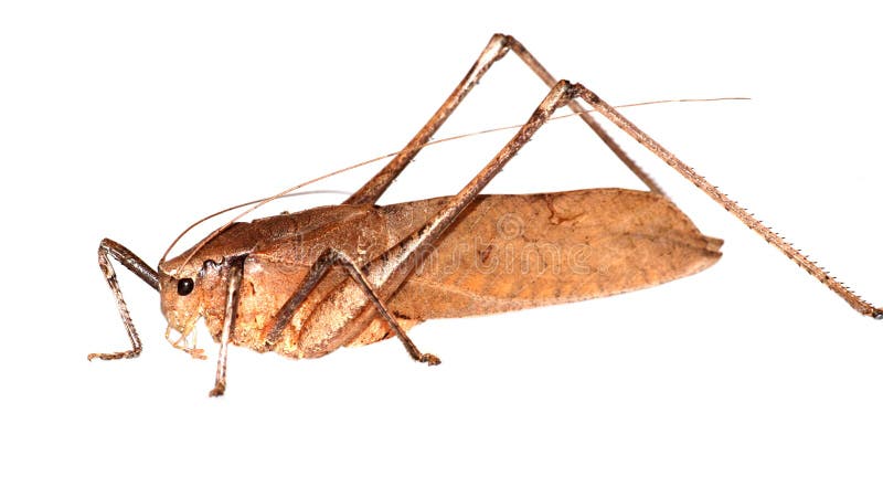 Insect katydid stock photo. Image of arthropod, forest - 12051038