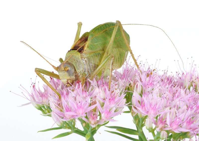 Insect, Katydid stock image. Image of isolated, cicada - 23382921