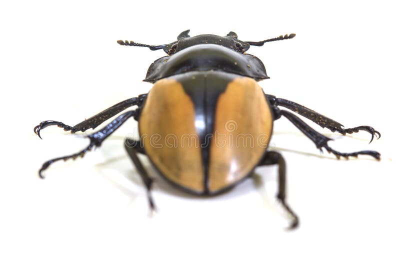 Insect, Kever, Insect, in Soort Odontolabis Stock Foto - Image of ...
