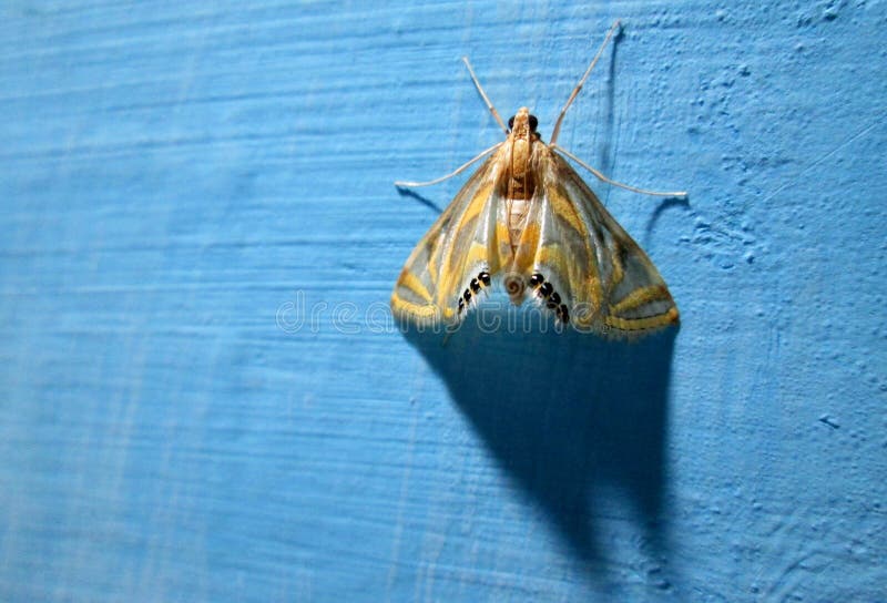 Insect kite stock image. Image of insect, colorful, closeup - 109268683