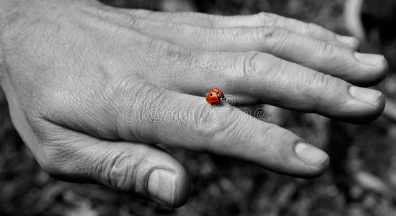 Insect ladybug on hand sir stock photo. Image of holding - 153687328