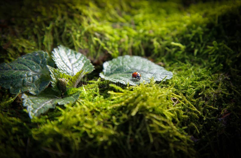 Insect Ladybug Sitting on a Leaf on a Stump Covered with Green Moss ...