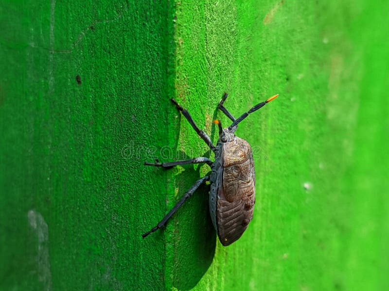 An Insect that Landed on a Green Wall Stock Photo - Image of leaf ...