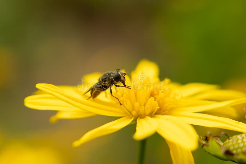 Insect Sun, on Sunflower Seeds Stock Image - Image of appeared, dots ...