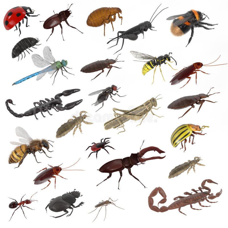 Insect - large collection stock illustration. Illustration of flea ...