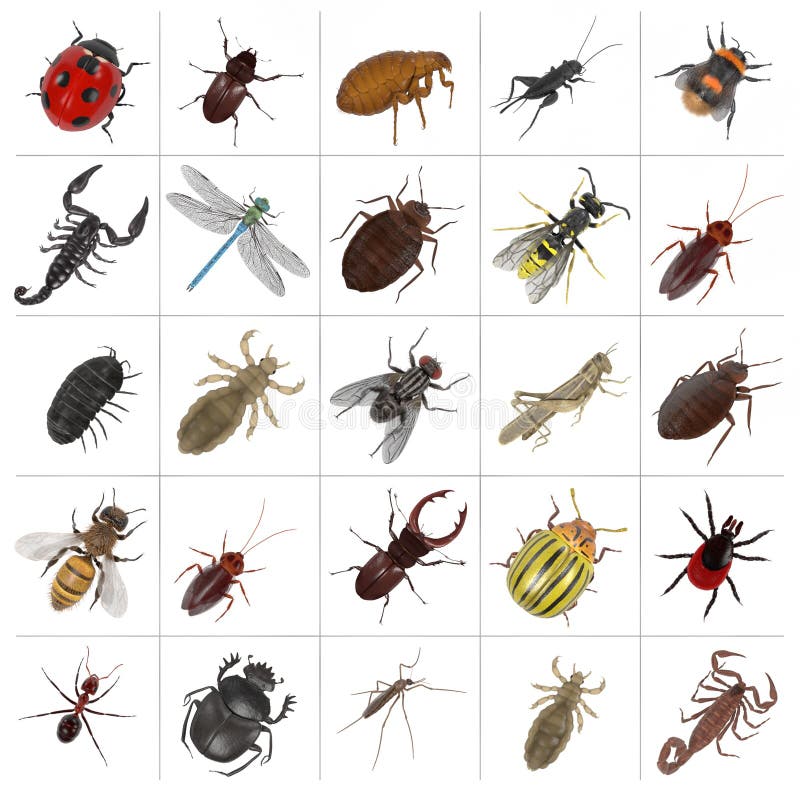 Insect - large collection stock illustration. Illustration of realistic ...