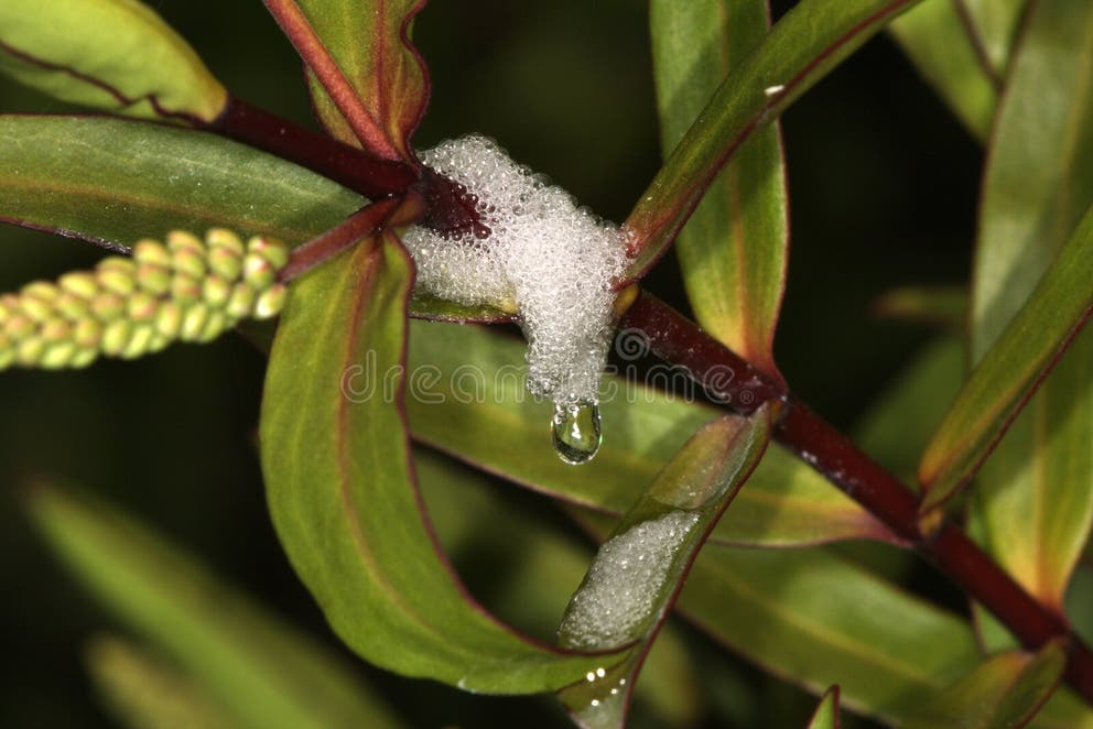 Insect Larvae Foam on Plant. Stock Image - Image of protct, plant: 10542843