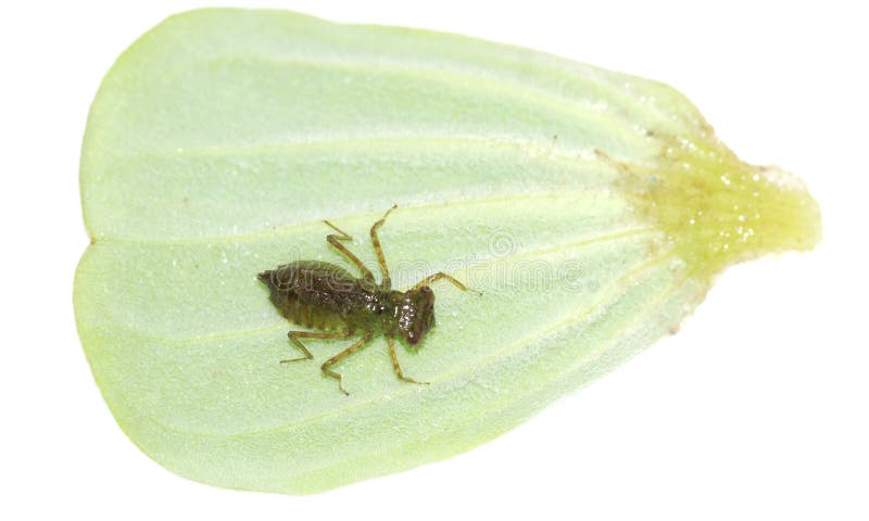 Insect on leaf stock photo. Image of animal, biology - 12724580