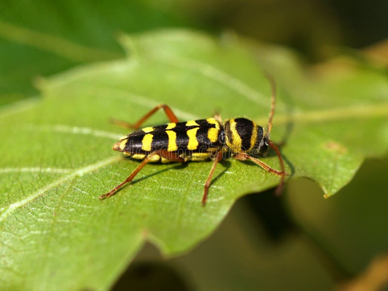 Insect on leaf stock photo. Image of wings, natural, life - 1728036