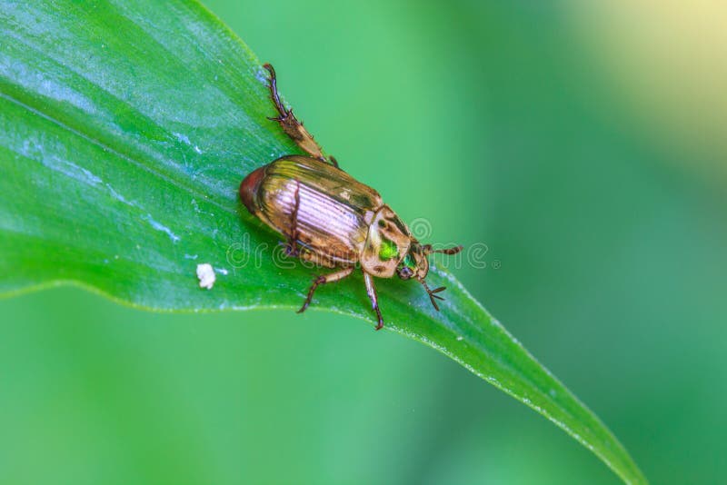 Insect on leaf stock photo. Image of grasshopper, mantis - 52646366