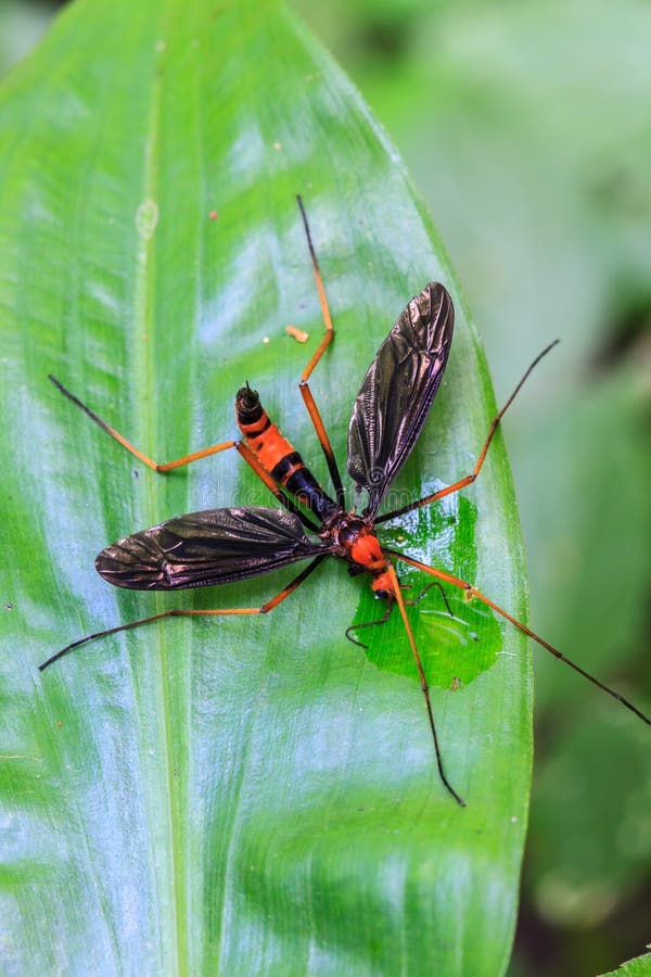 Insect on leaf stock photo. Image of beetles, beetle - 54147766