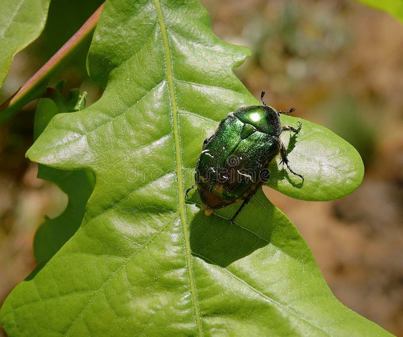 Insect, Leaf, Beetle, Leaf Beetle Picture. Image: 117885267
