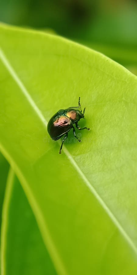 Insects on Green Leaves, Pictures of Macros Stock Photo - Image of indonesia, arthropod: 242265964