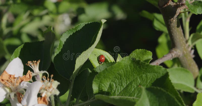 Ladybug on the Leaf of a Apple Tree in Spring with Flower Stock Video ...
