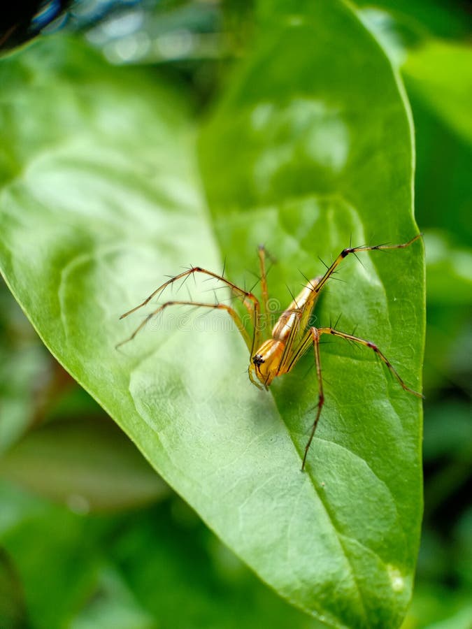 Insect on a Leaf Close Up View Stock Image - Image of green, macro ...