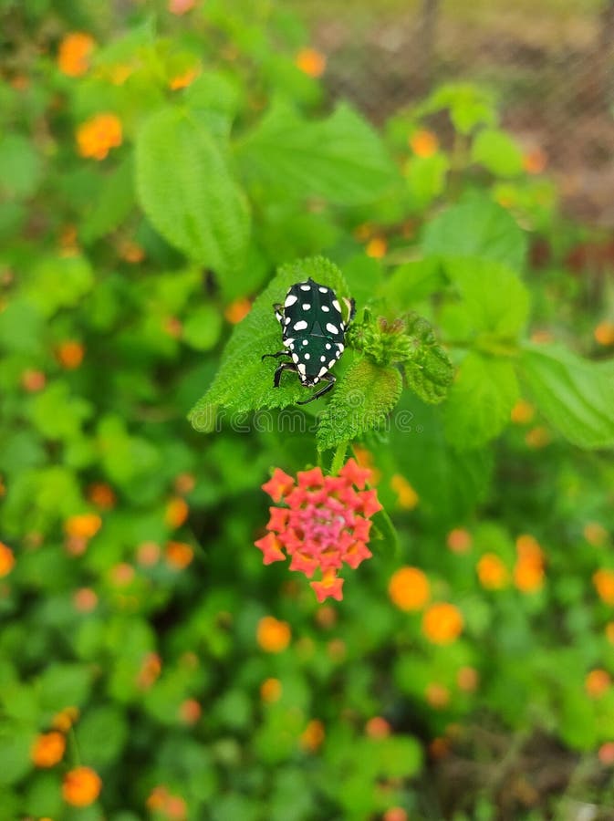 Insect on the Leaf and Flower Very Beautiful Stock Photo - Image of ...