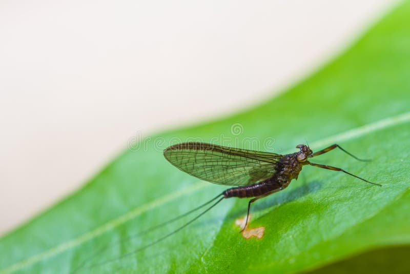 Insect on leaf in forest stock image. Image of nature - 83081877