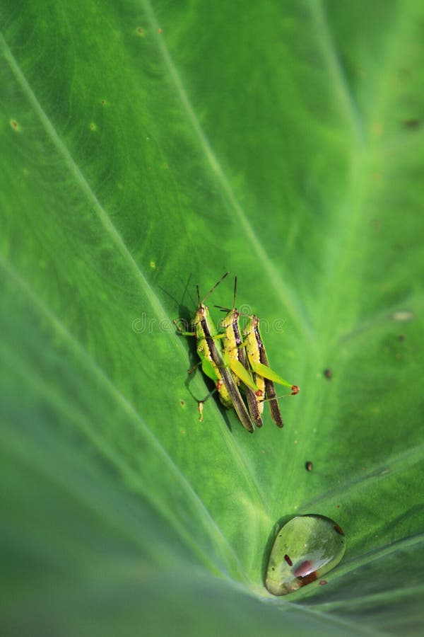Insect on Leaf, Grasshopper Perching on a Lotus Stock Image - Image of ...