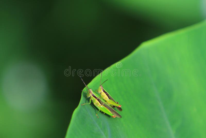 Insect on Leaf, Grasshopper Perching on a Lotus Stock Photo - Image of ...
