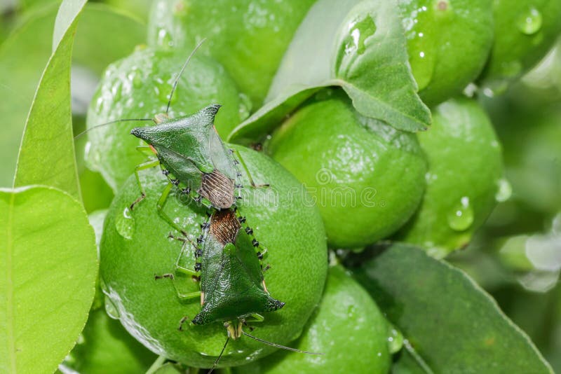 Insect on leaf lemon stock photo. Image of eating, tropical - 36471406