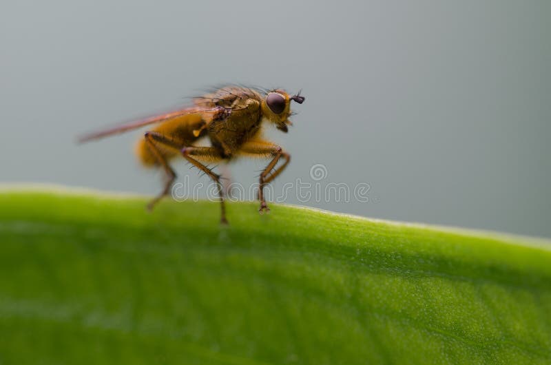 Insect on a Leaf - Macro Photography Stock Image - Image of country ...