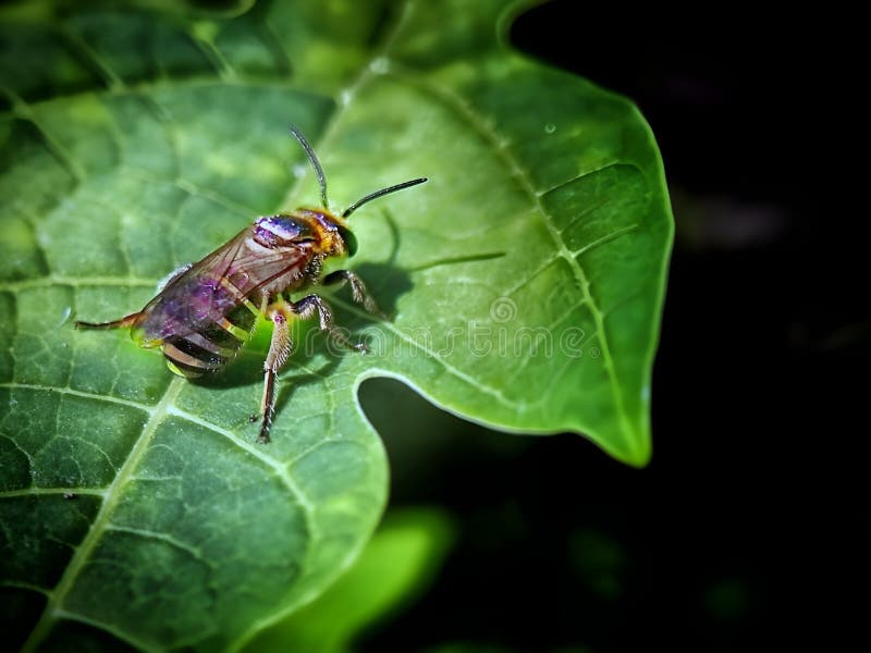 An insect on a leaf stock image. Image of dragonfly - 257478829