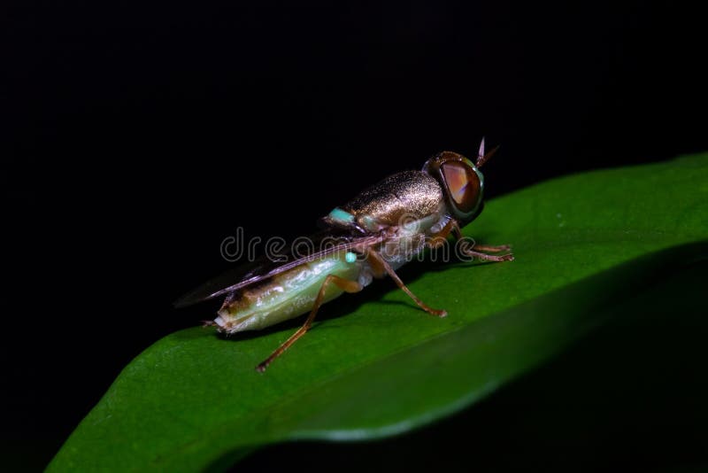 Insect stock image. Image of night, lightening, marco - 77980033