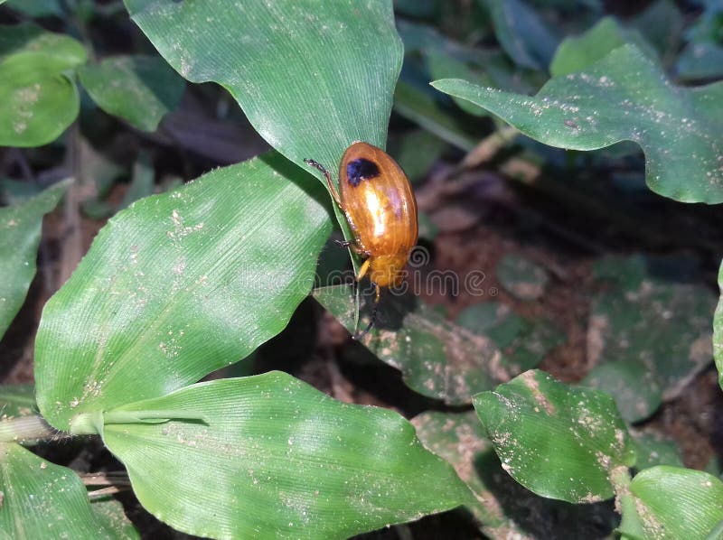 Insect stock photo. Image of insect, season, leaf, rain - 99223436