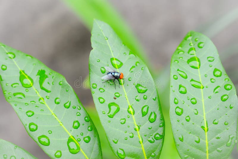 Insect stock image. Image of leaf, insect, rain, raindrop - 104108513